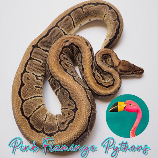 Pinstripe Het Pied Ball Python by Pink Flamingo Pythons