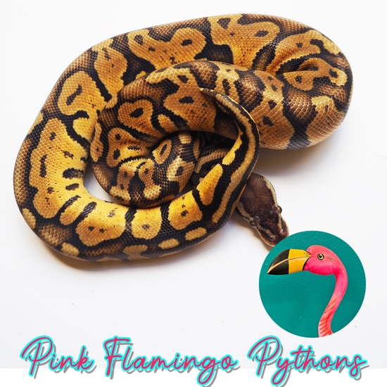Super Pastel Ball Python by Pink Flamingo Pythons