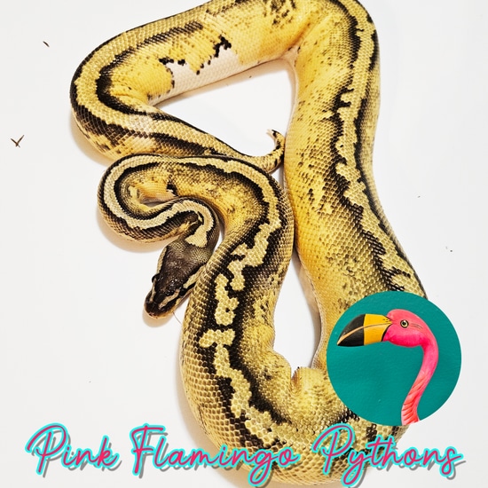 Pastel Gravel Pied Ball Python by Pink Flamingo Pythons