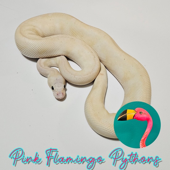Super Specter Fire Ball Python by Pink Flamingo Pythons
