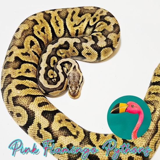 Super Pastel Fire Het Pied Ball Python by Pink Flamingo Pythons