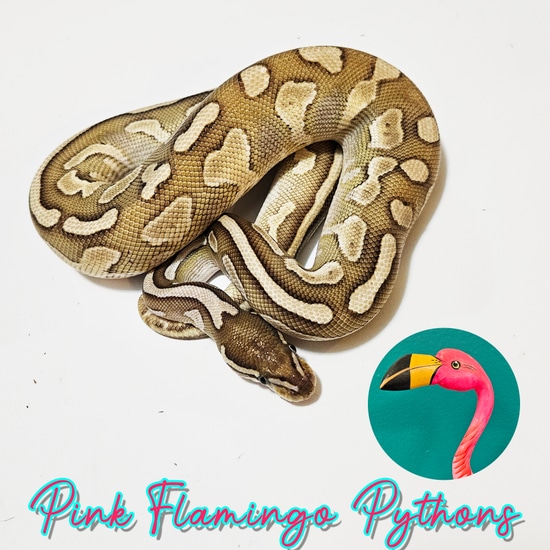 Lesser Yellow Belly DH Axanthic (VPI)/Pied Ball Python by Pink Flamingo ...