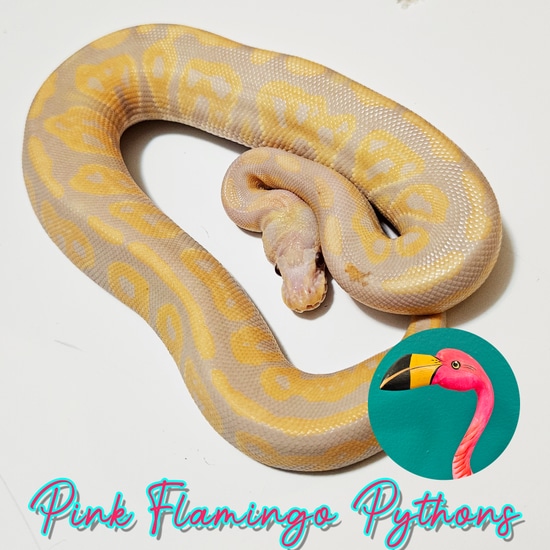 Black Pastel Candino Ball Python by Pink Flamingo Pythons