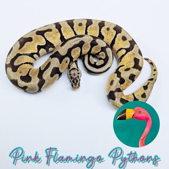 Spotnose Enchi Pastel Het Clown Het Desert Ghost Het Hypo Ball Python ...