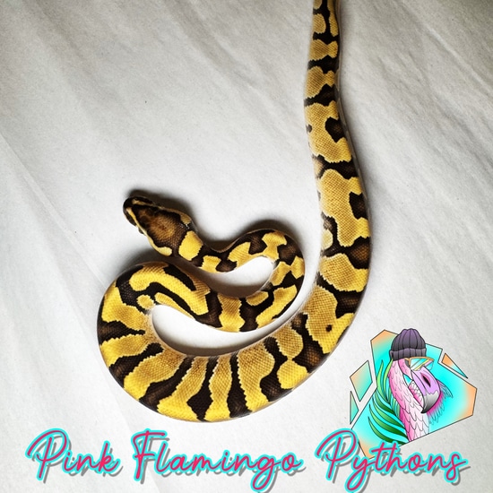 Enchi Lace 66% Het Clown Ball Python by Pink Flamingo Pythons