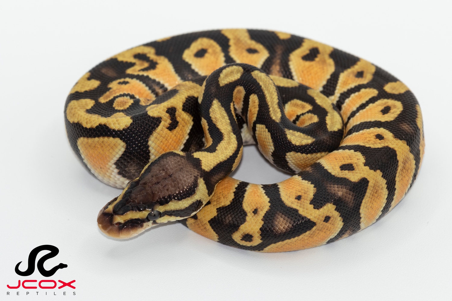 Pastel Orange Dream Het Clown 50% Het Dg Ball Python by JCox Reptiles ...