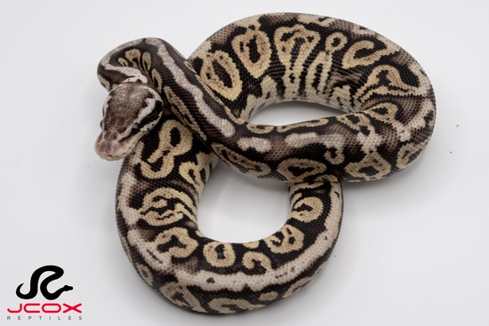 Orange Dream Black Pastel Spotnose Pastel Het DG 50% Het Cryptic Ball ...