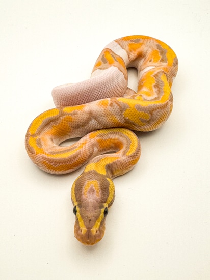 Banana Pied Ball Python by Magic City Pythons