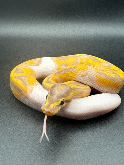 Banana Pied Ball Python by Magic City Pythons