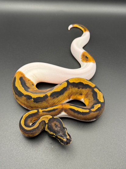 Piebald Ball Python by Magic City Pythons
