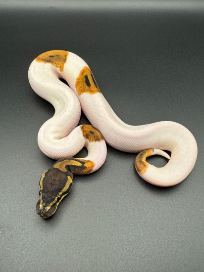 Piebald Ball Python by Magic City Pythons