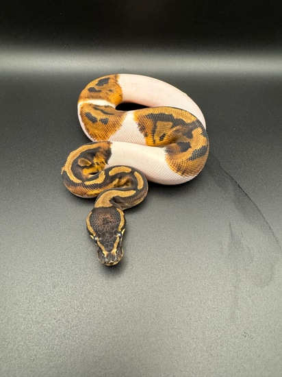 Piebald Ball Python by Magic City Pythons