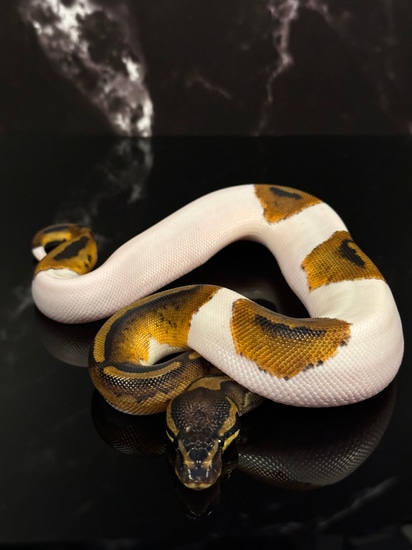 Pied Ball Python by Magic City Pythons