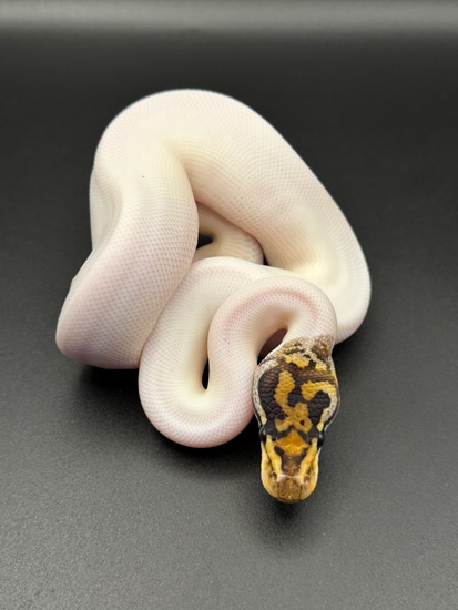 Special Pied (Pos OD) (Pos Pastel) Ball Python by Magic City Pythons
