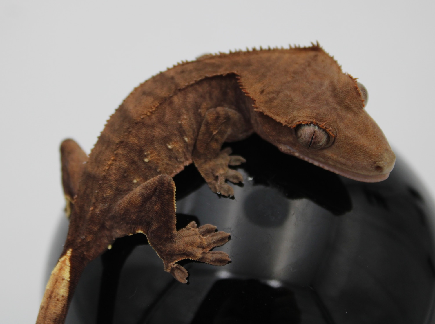 Dark Base Tiger With Portholes Crested Gecko by Vermillion Geckos ...
