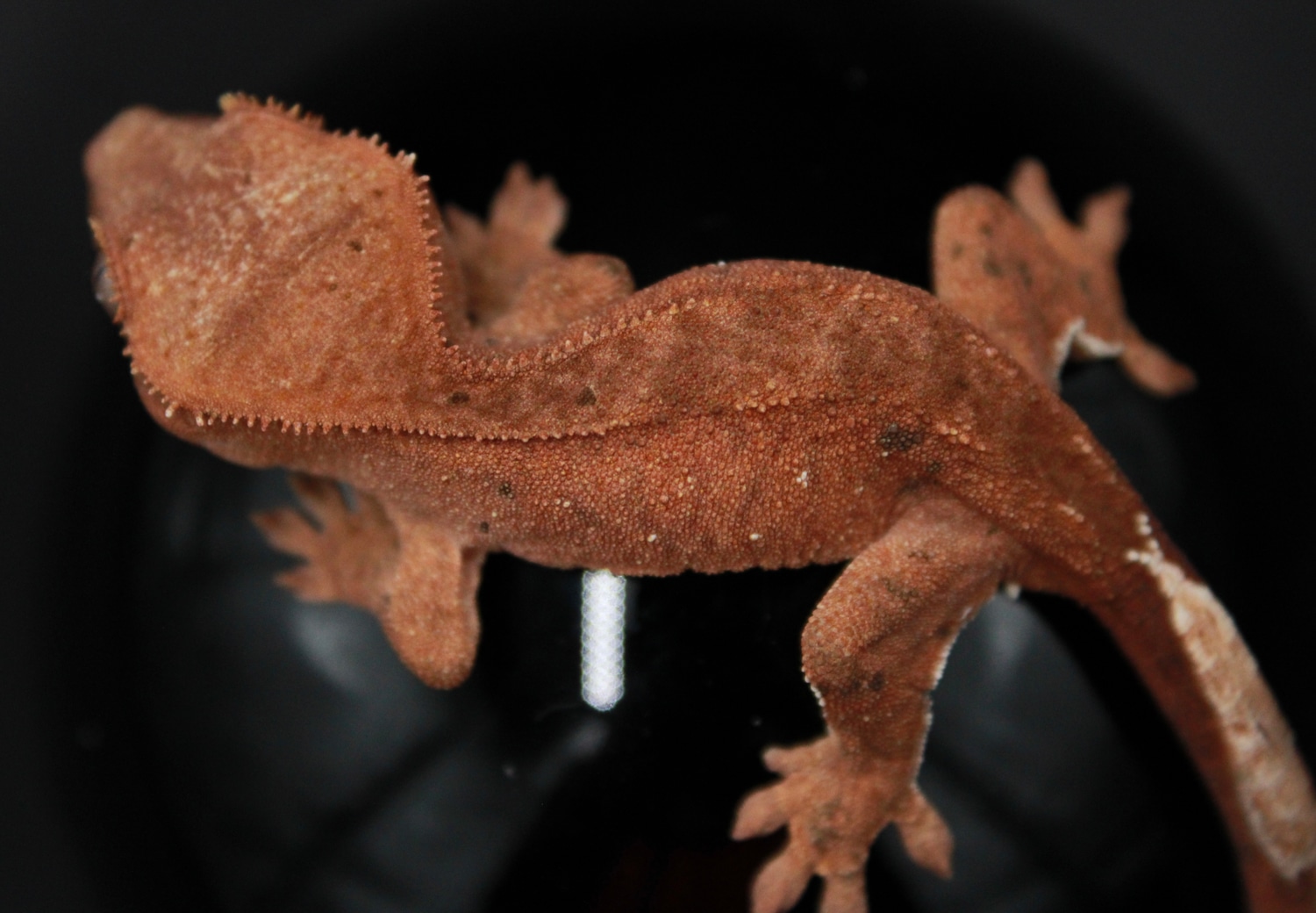 Red Patternless Crested Gecko by Vermillion Geckos - MorphMarket