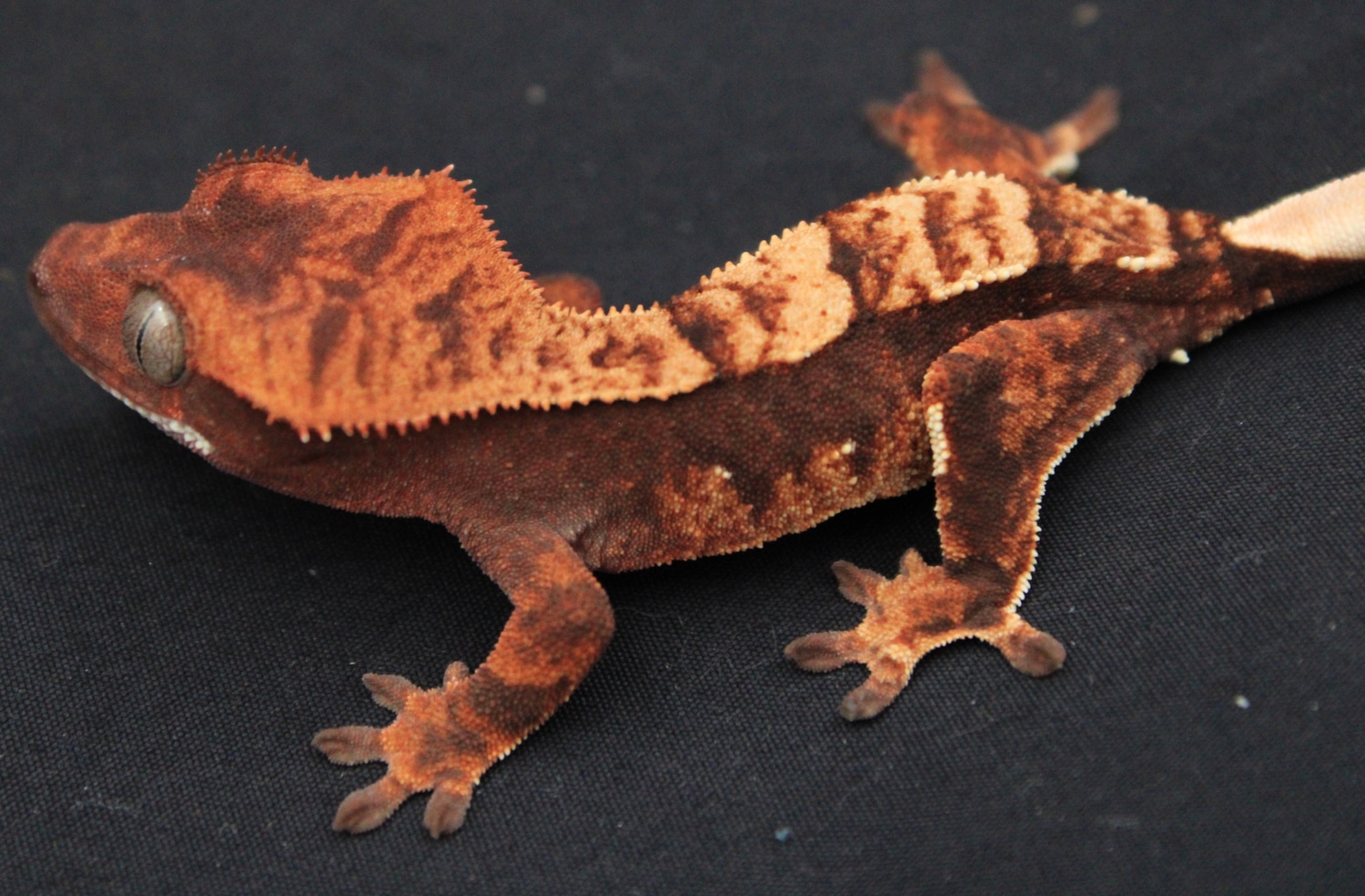 Red Base Flame Crested Gecko by Vermillion Geckos - MorphMarket