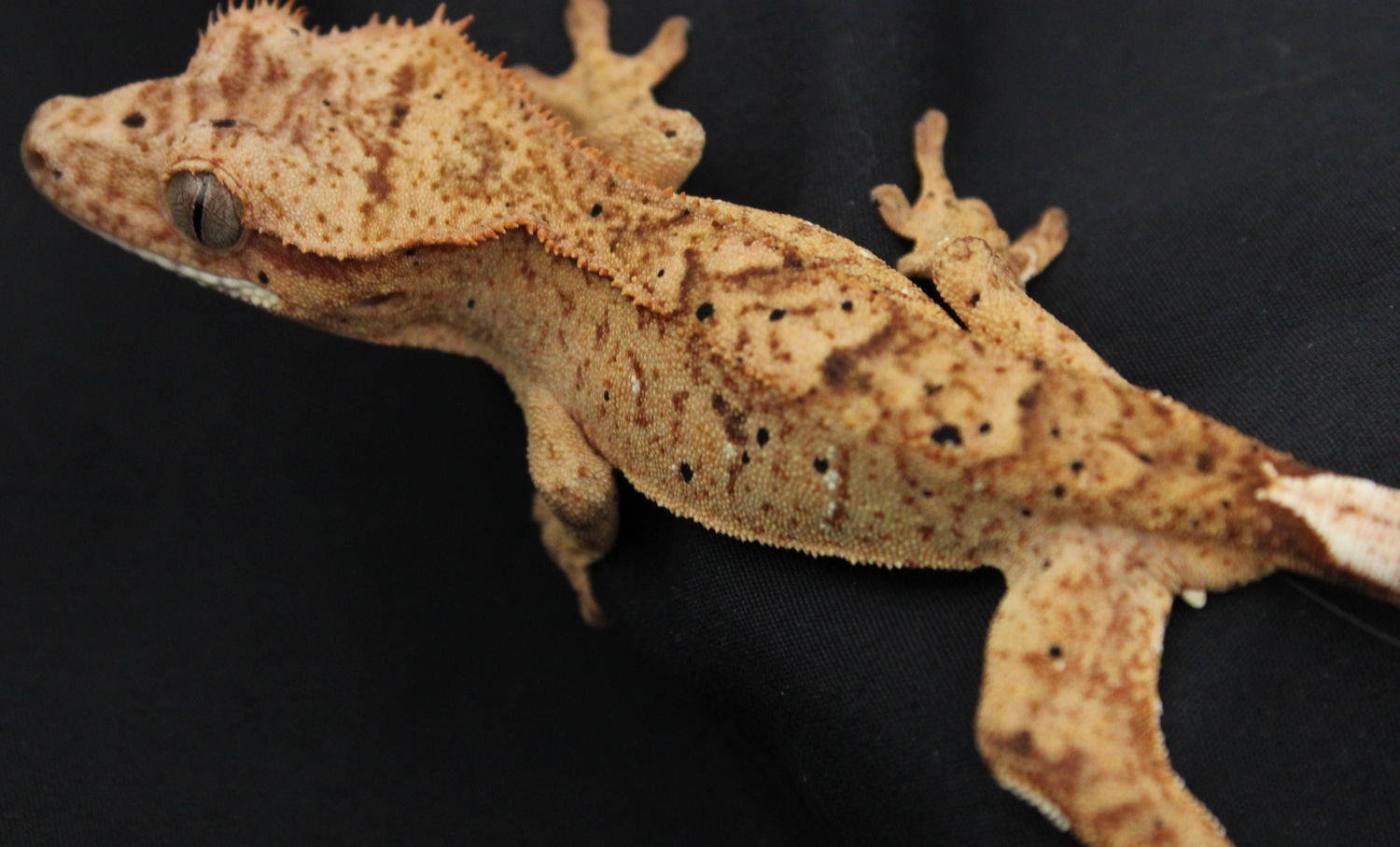 Yellow Brindle Dalmatian Crested Gecko by Vermillion Geckos - MorphMarket