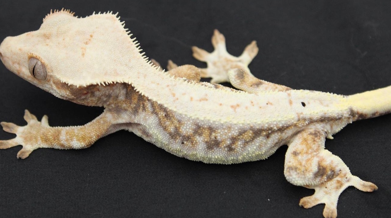 High Expression Lilly White Crested Gecko by Vermillion Geckos ...