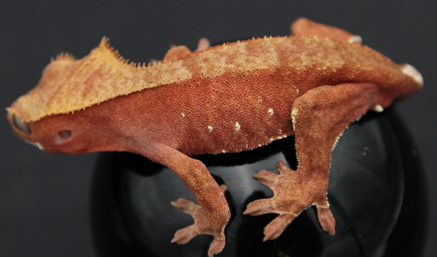 Red Phantom Porthole Crested Gecko by Vermillion Geckos - MorphMarket
