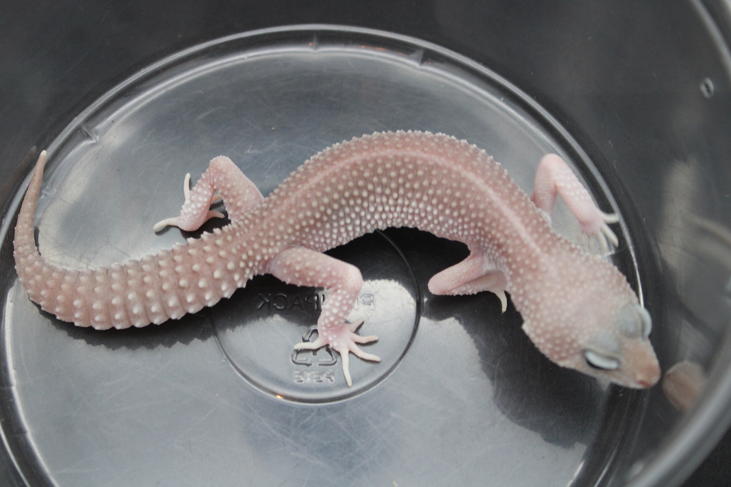 Super Snow Blizzard Het Eclipse Leopard Gecko by Vermillion Geckos ...