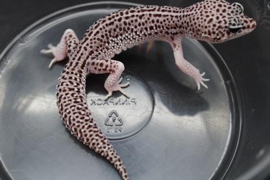 Super Snow Het Blizzard Het Eclipse Leopard Gecko by Vermillion Geckos