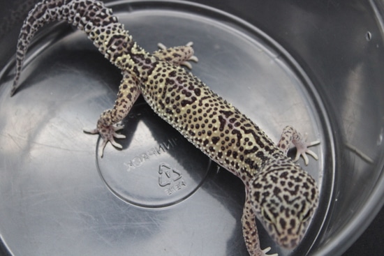 Mack Snow Blizzard Eclipse Leopard Gecko by Vermillion Geckos