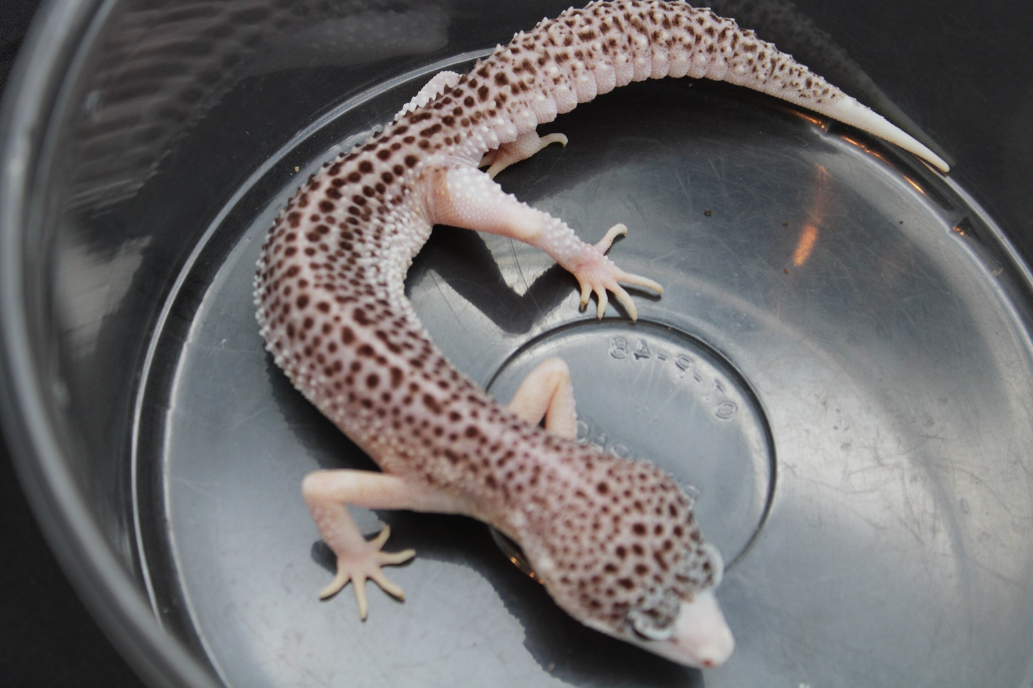 Super Snow Eclipses Het Blizzard Ph Tremper Leopard Gecko by Vermillion ...