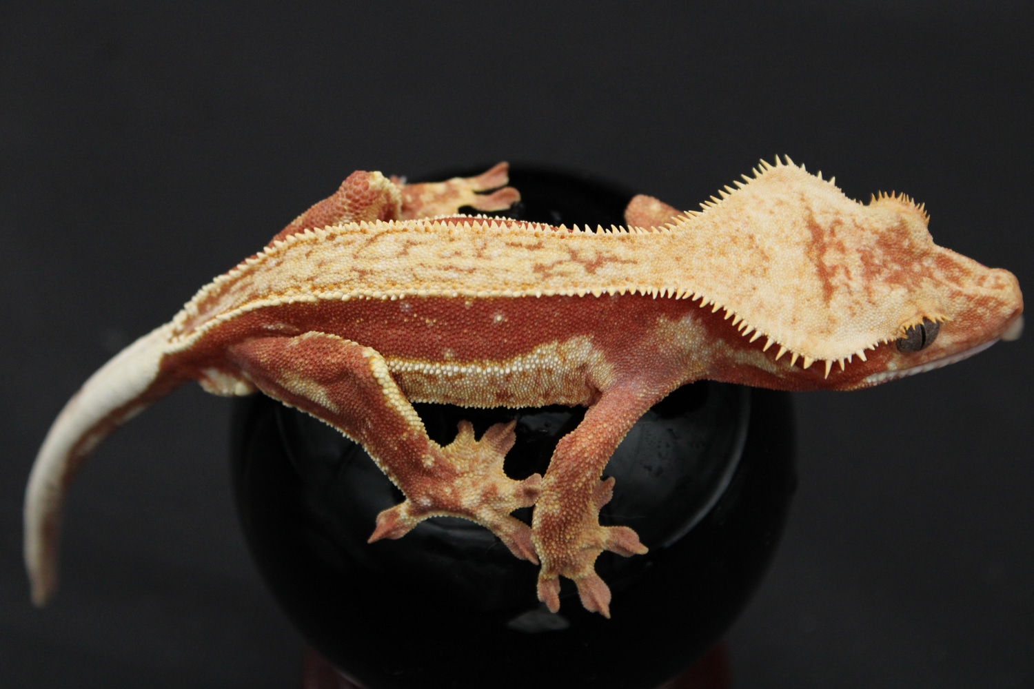 Red Base Pinstripe Soft Scale Crested Gecko by Vermillion Geckos ...