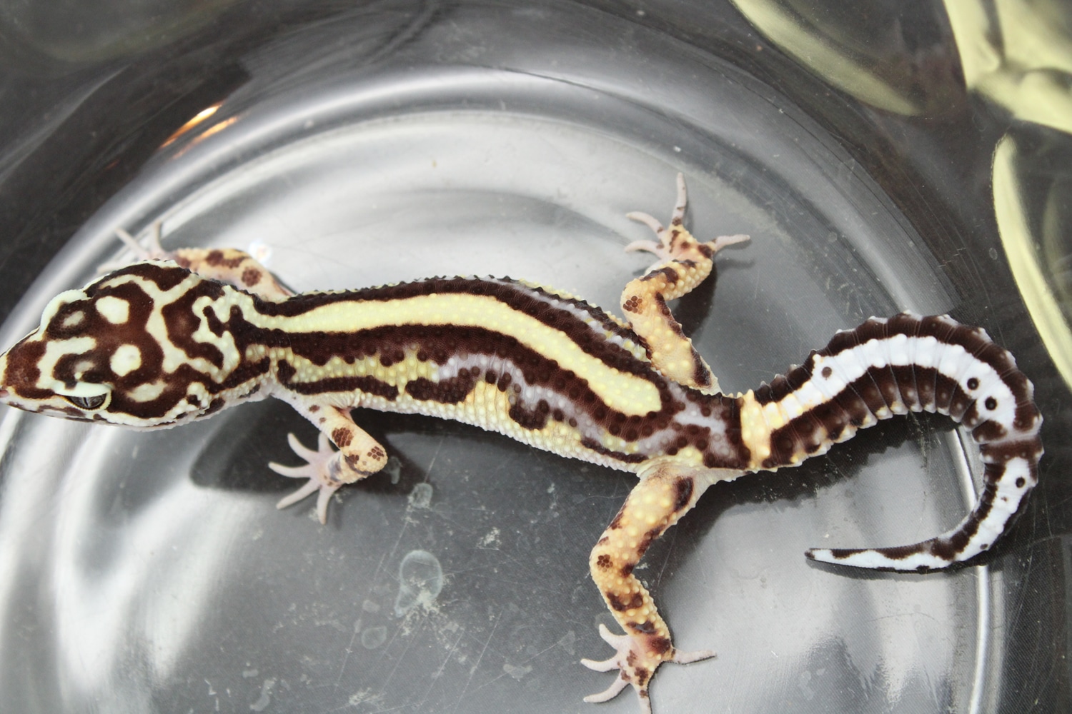 Bold Stripe Black Night Leopard Gecko by Vermillion Geckos - MorphMarket