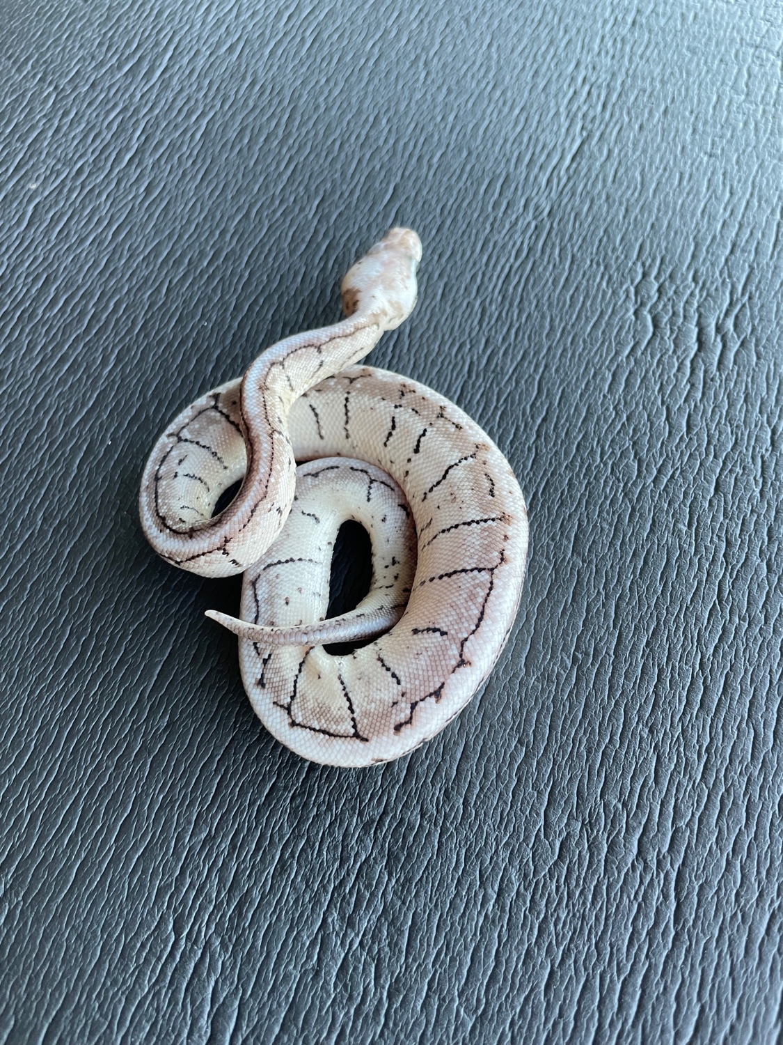 VPI Axanthic Spotnose Lemonblast Ball Python by Axanthics Only ...