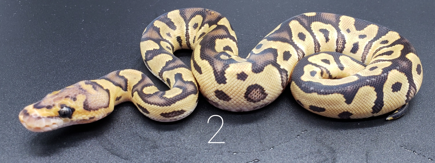 Fire Clown Ball Python by CK&L's Scaled Obsession - MorphMarket