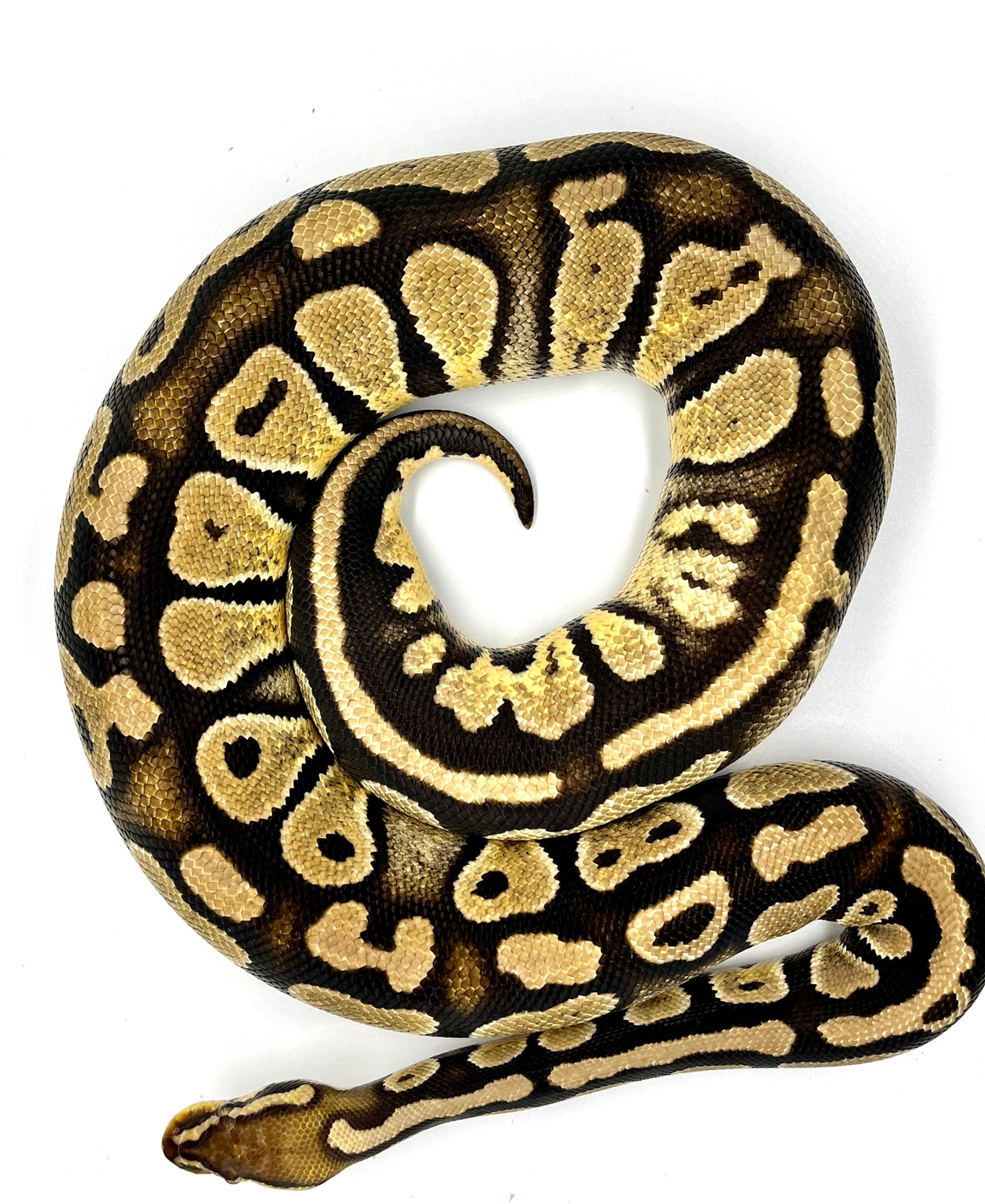 Pastel Dh. Clown Piebald Ball Python by Black Forest Regius - MorphMarket