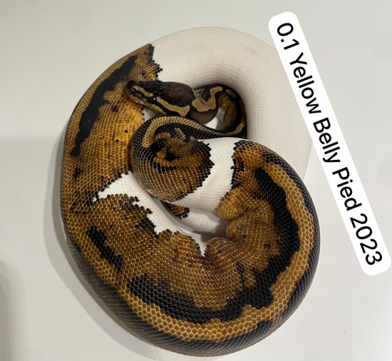 Yellow Belly Pied Ball Python by JD Ballpython
