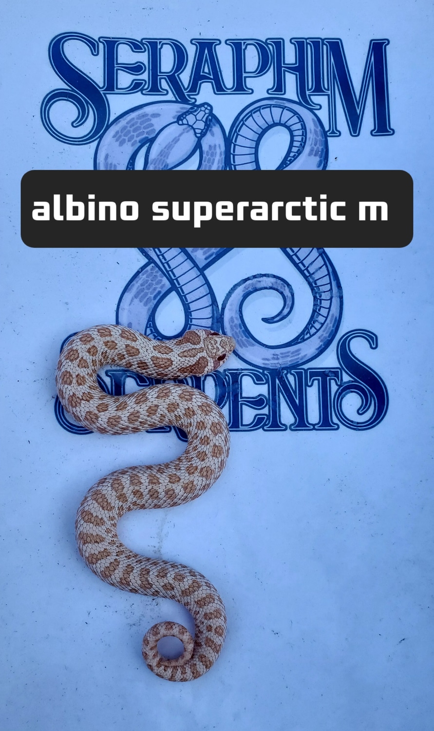 Albino Super Arctic Western Hognose by Seraphim Serpents - MorphMarket