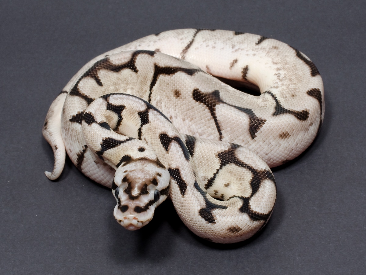 Bee SK Axanthic Ball Python by JD Constriction - MorphMarket