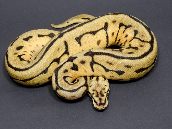 Leopard Bee Het SK Axanthic Ball Python by JD Constriction