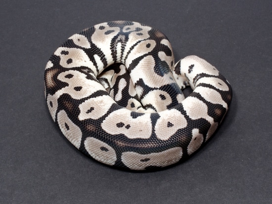 Blackback Pastel SK Axanthic Ball Python by JD Constriction