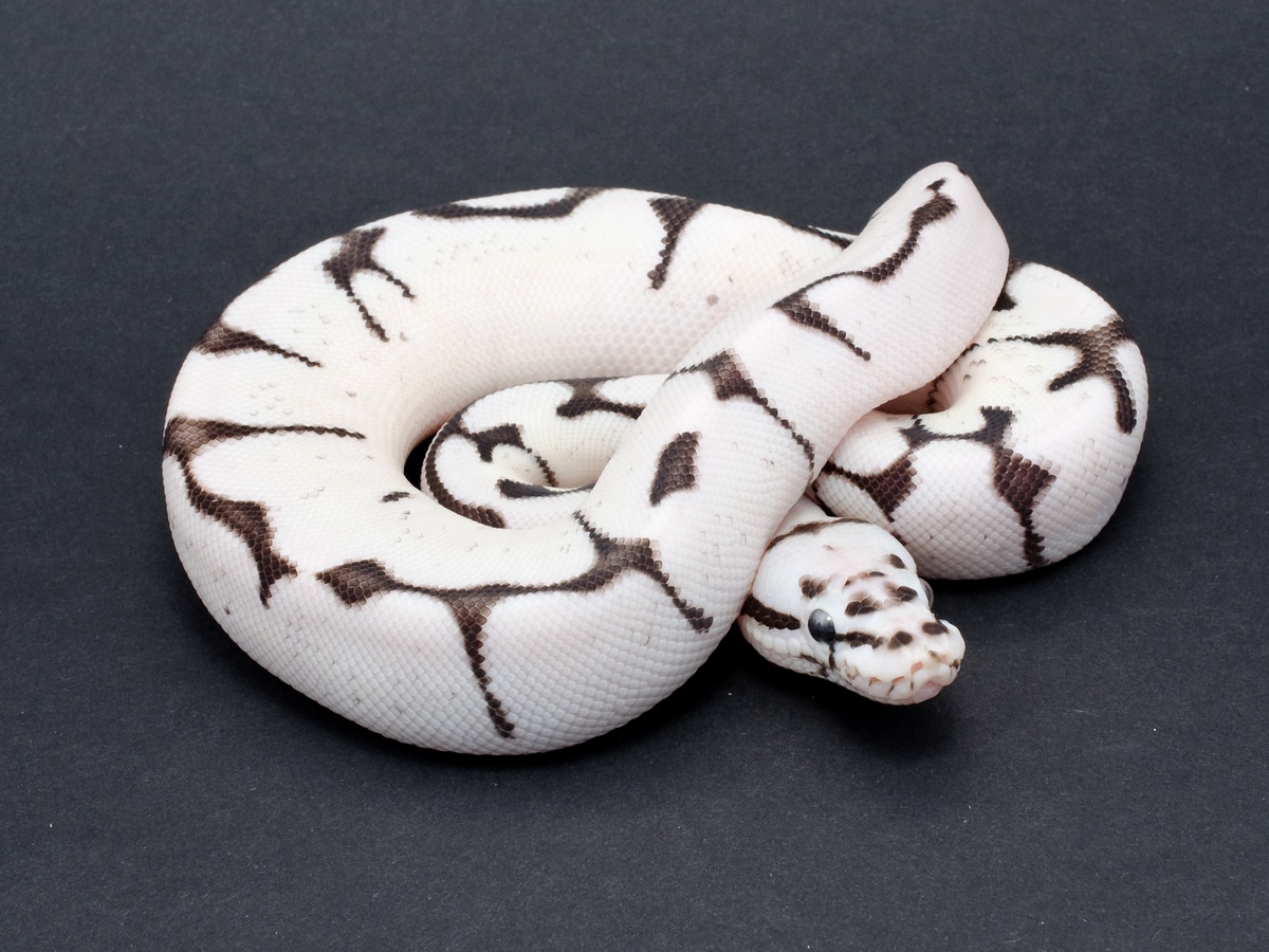 Firebee SK Axanthic Ball Python by JD Constriction - MorphMarket