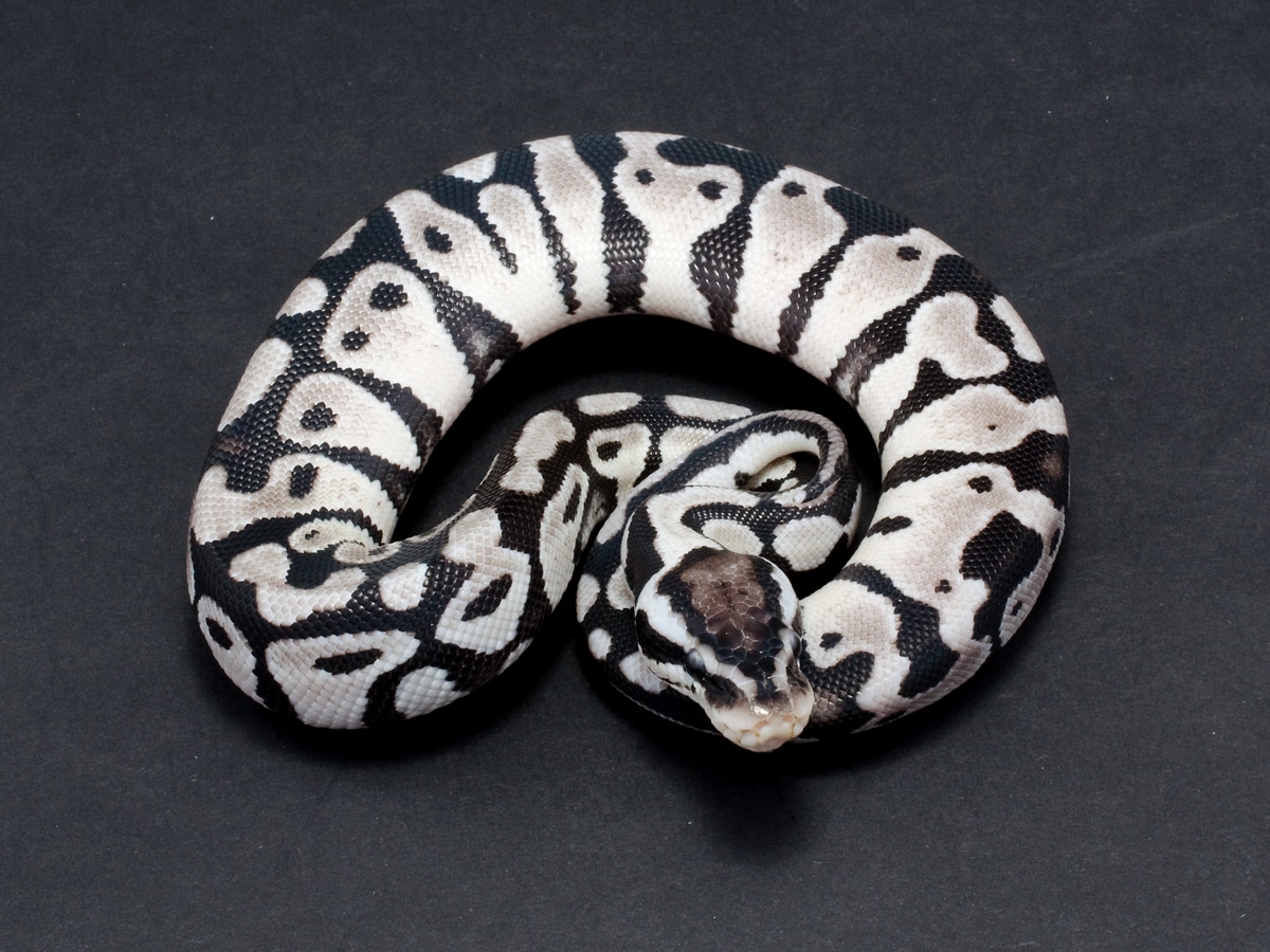 Pastel SK Axanthic Het Clown Ball Python by JD Constriction - MorphMarket