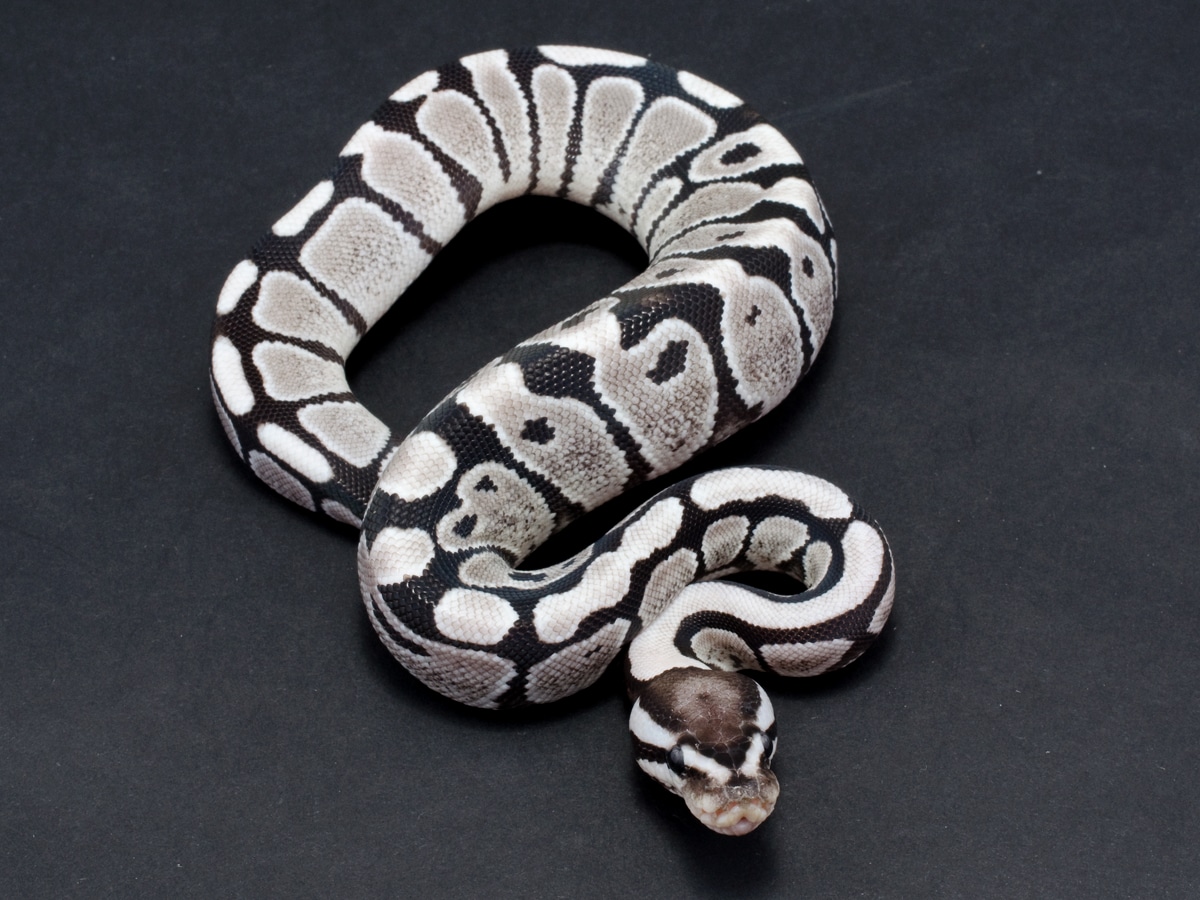 Fire SK Axanthic Ball Python by JD Constriction - MorphMarket