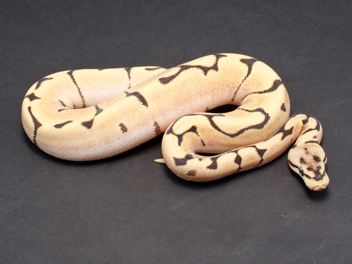 Fire Orange Dream Spider Het SK Axanthic Ball Python by JD Constriction - MorphMarket