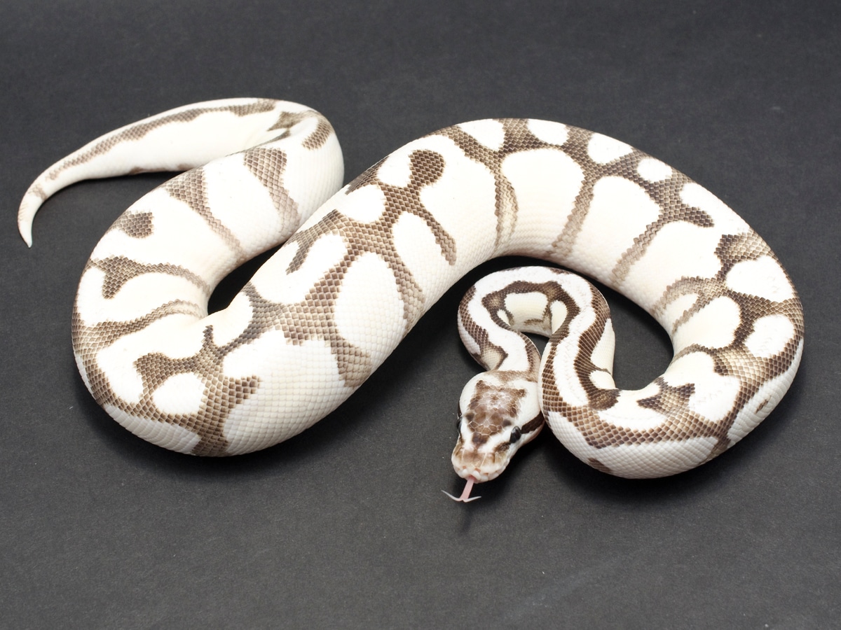 Firefly Enchi SK Axanthic Ball Python by JD Constriction - MorphMarket