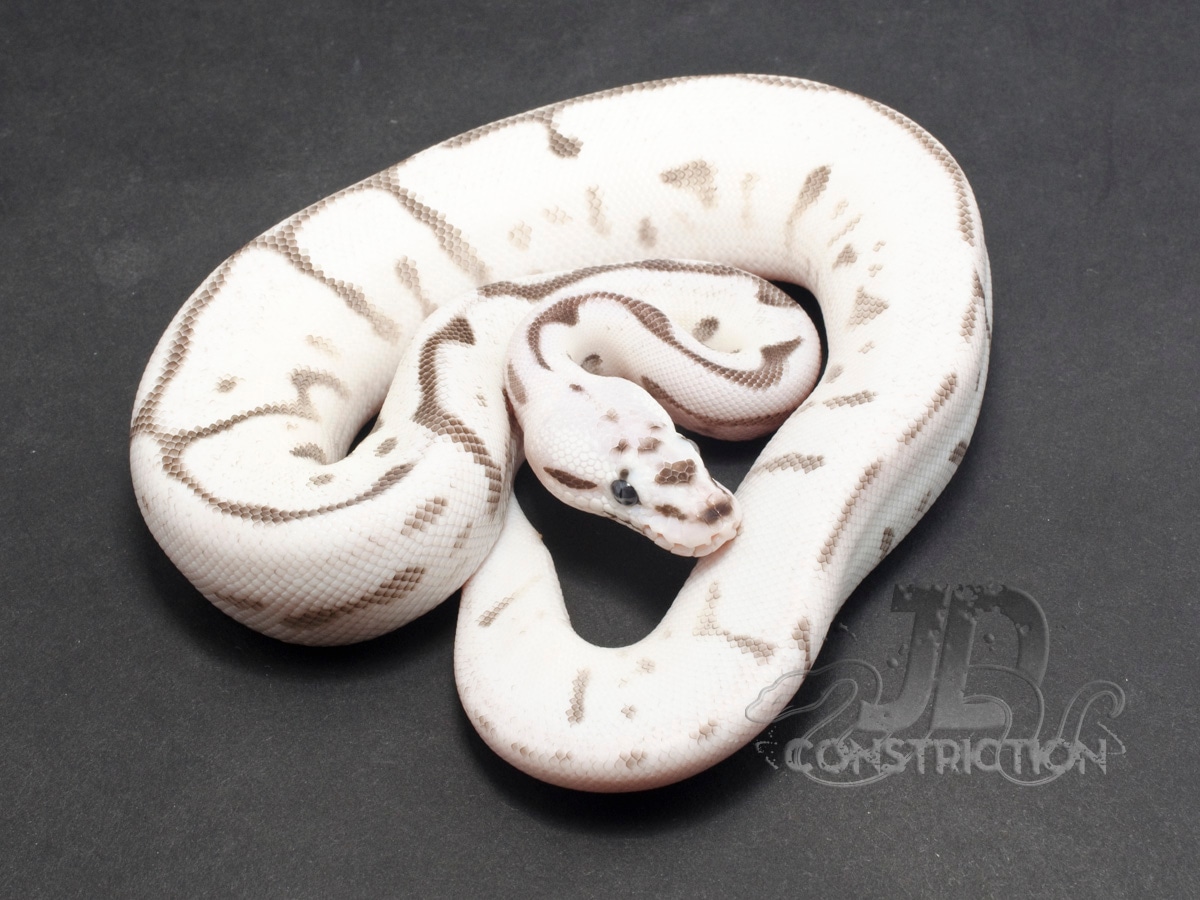 Enchi Firebee Leopard SK Axanthic Ball Python by JD Constriction - MorphMarket