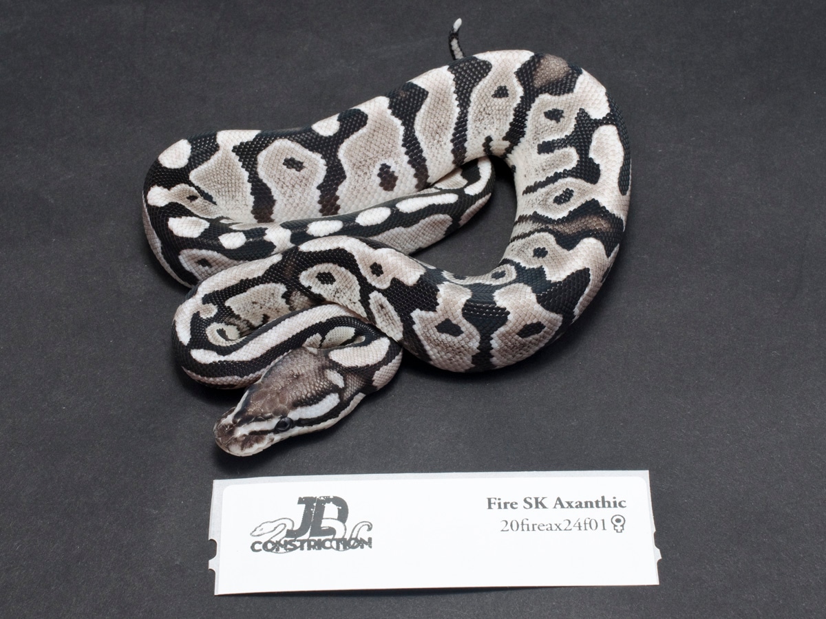 Fire SK Axanthic Ball Python by JD Constriction - MorphMarket