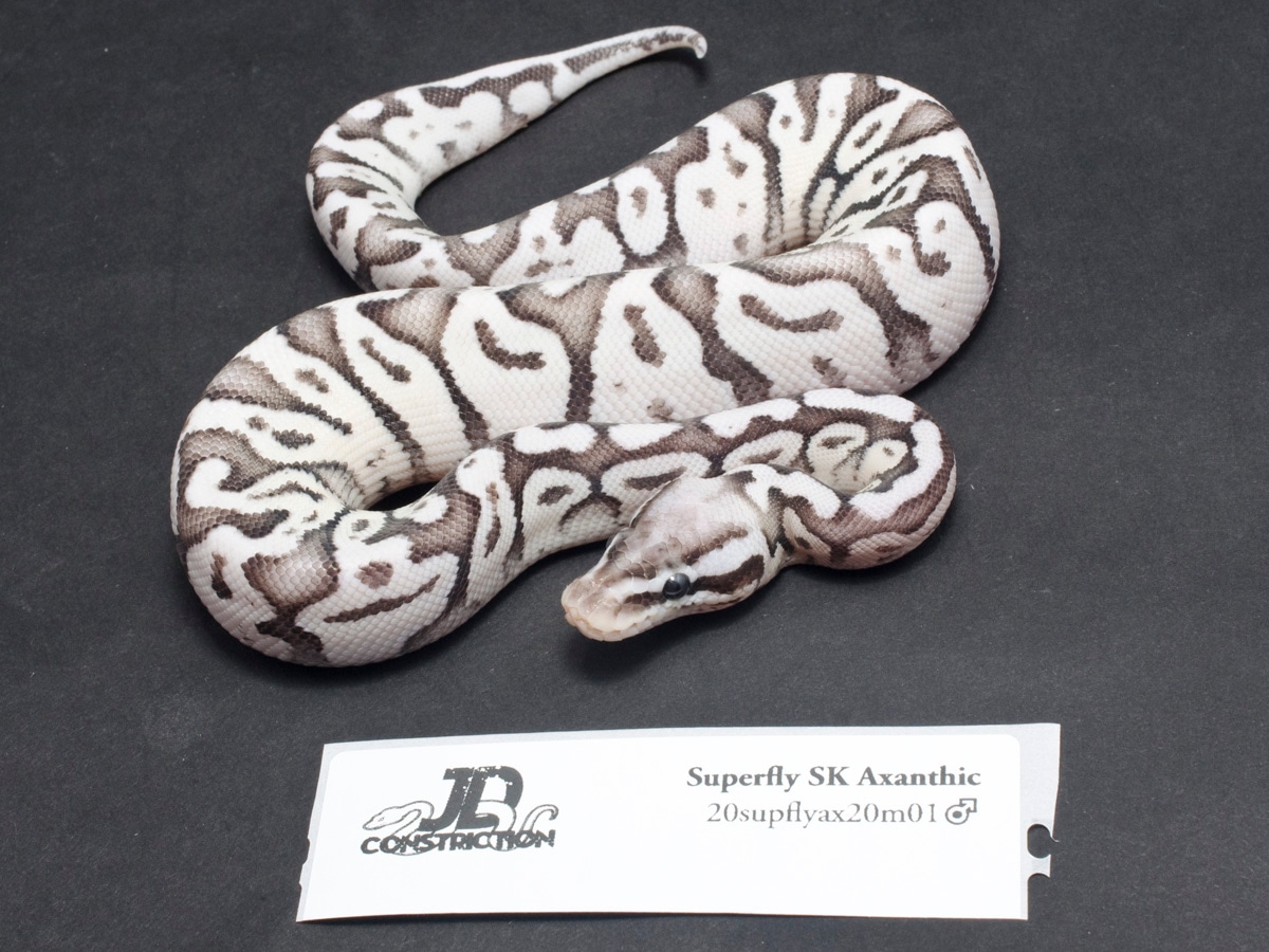 Superfly SK Axanthic Ball Python by JD Constriction - MorphMarket