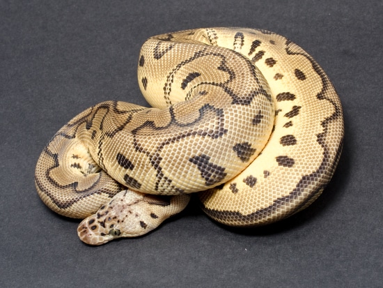 Pastel Clown Double Het SK Axanthic Desert Ghost Ball Python by JD ...