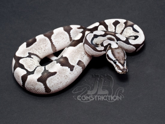 2021 Super Enchi Fire SK Axanthic Ball Python by JD Constriction
