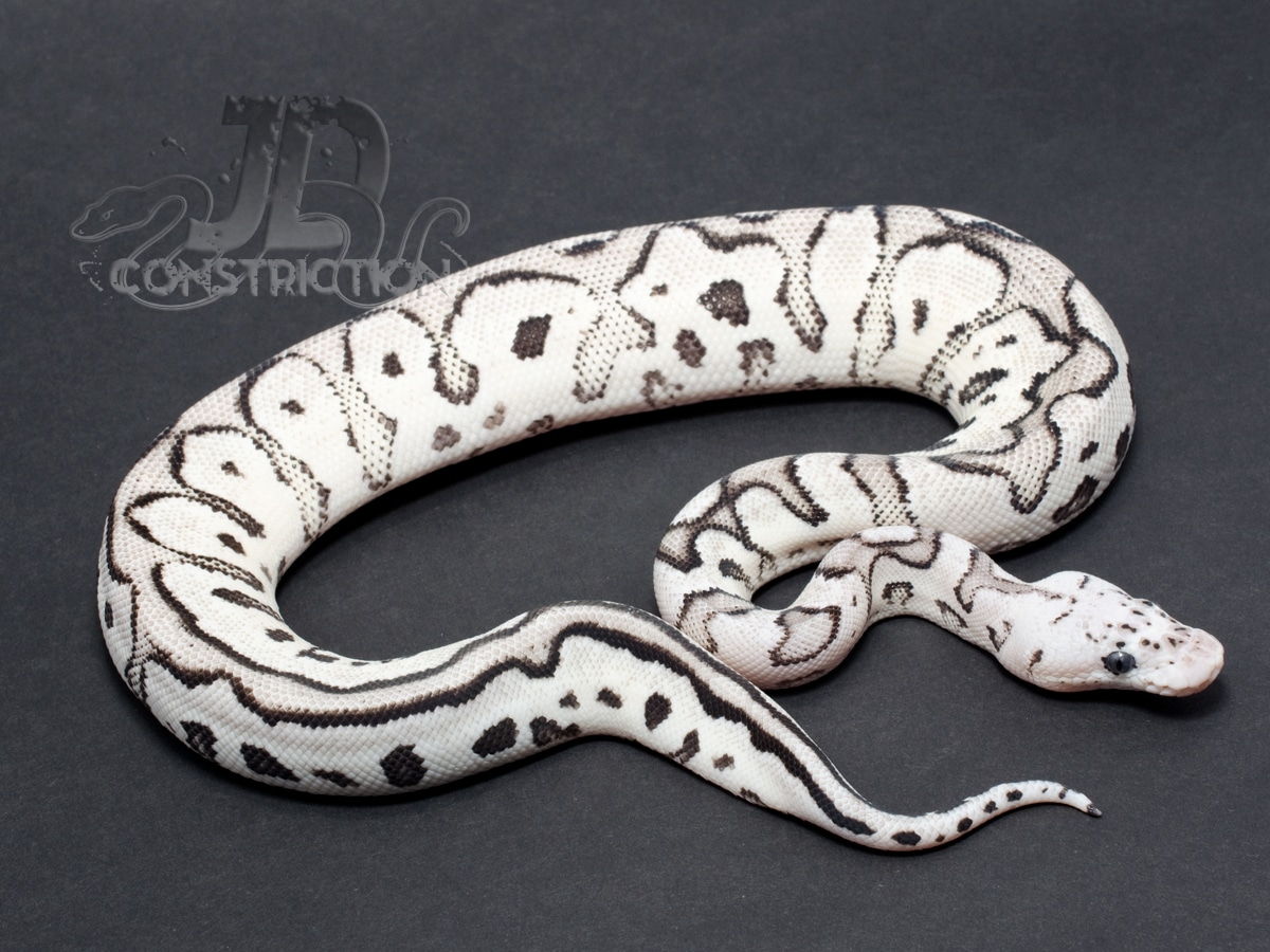2021 Firefly Sk Axanthic Clown Ball Python By Jd Constriction Morphmarket