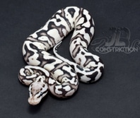 2021 Firefly SK Axanthic Clown Ball Python by JD Constriction - MorphMarket